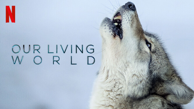 Is 'Our Living World' on Netflix UK? Where to Watch the Documentary ...