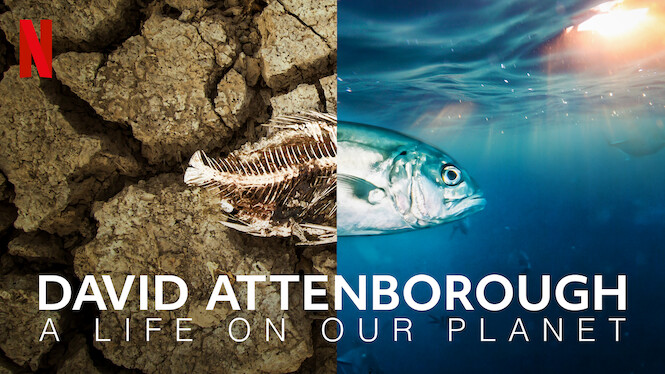 Is 'David Attenborough: A Life on Our Planet' on Netflix UK? Where to ...